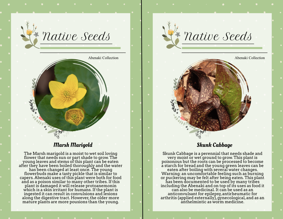 Abenaki Seed Packets – Indigenous New Hampshire Collaborative Collective